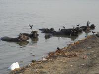 Ganges River Ecosystem | EBSCO Research Starters