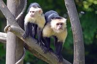 White-faced capuchin | EBSCO Research Starters
