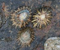 Common limpet | EBSCO Research Starters